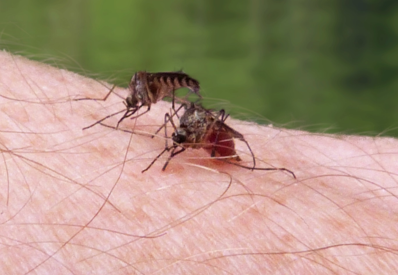 CDISC malaria therapeutic area data standard (TAUG-malaria ...