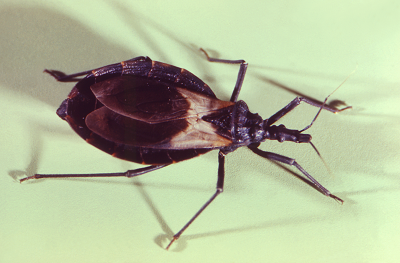 Contributing data | Infectious Diseases Data Observatory